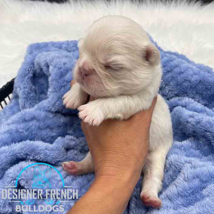 Platinum Fluffy Frenchie Puppy cost | Fluffy French bulldog price