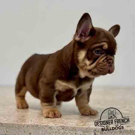 Rojo and Tan Frenchie Puppies | Rojo French bulldogs for sale
