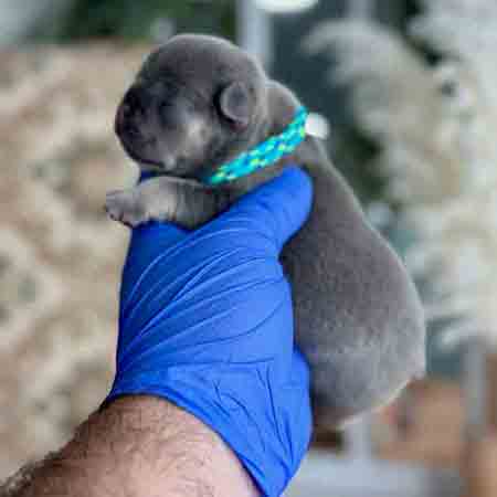 Lilac and tan Frenchie Puppy for sale | Lilac French bulldog price