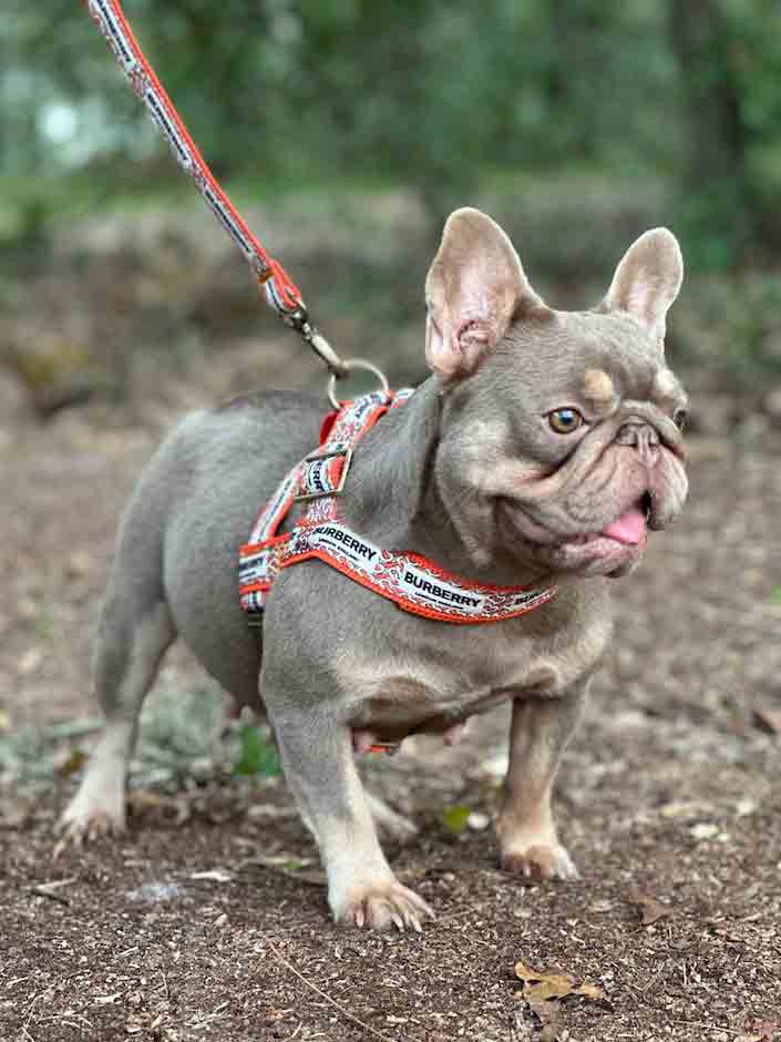 Isabella Frenchie Puppies | Isabella French bulldogs for sale