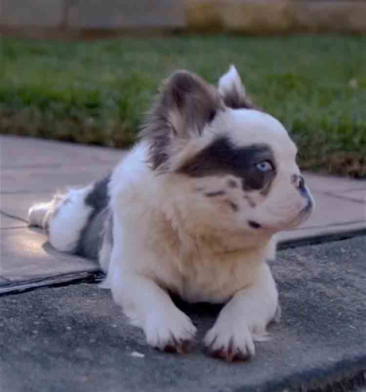 Platinum Fluffy Frenchie Puppies cost | Fluffy French bulldogs price