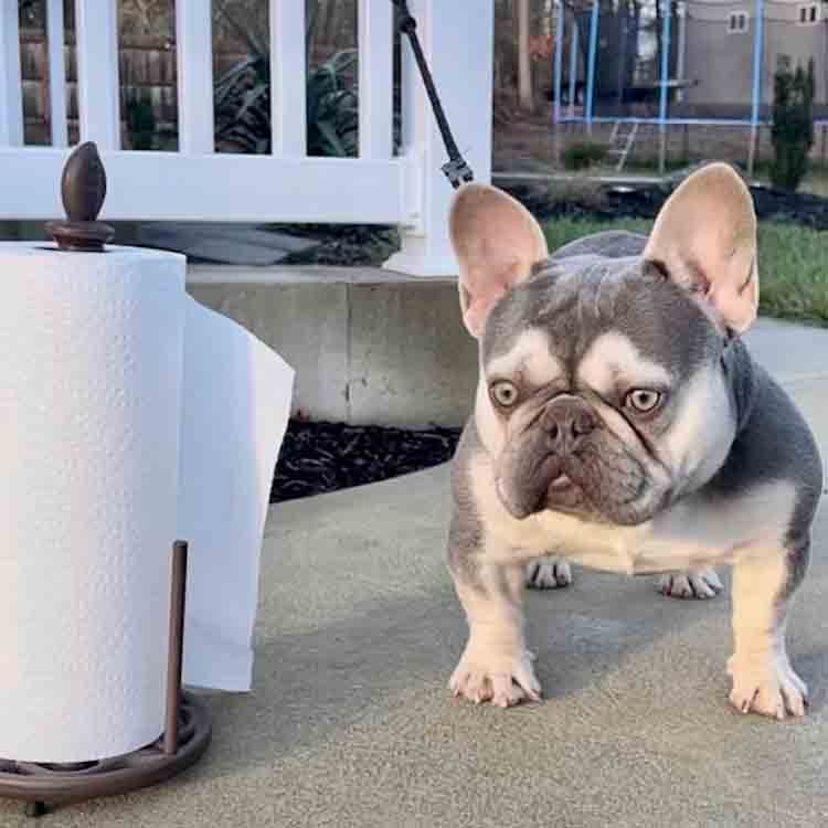 Lilac and tan Frenchie Puppy for sale | Lilac French bulldog price