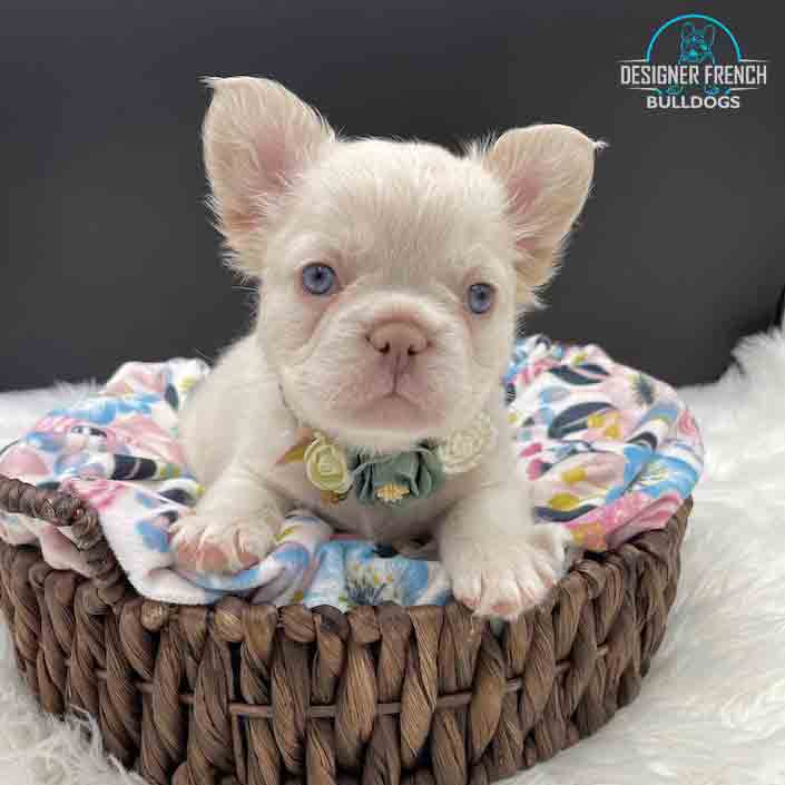 Platinum Fluffy Frenchie Puppies cost | Fluffy French bulldogs price