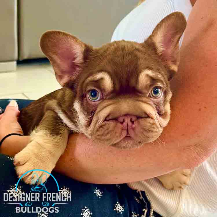 Designer Frenchie puppies | AKC French Bulldog puppies for sale