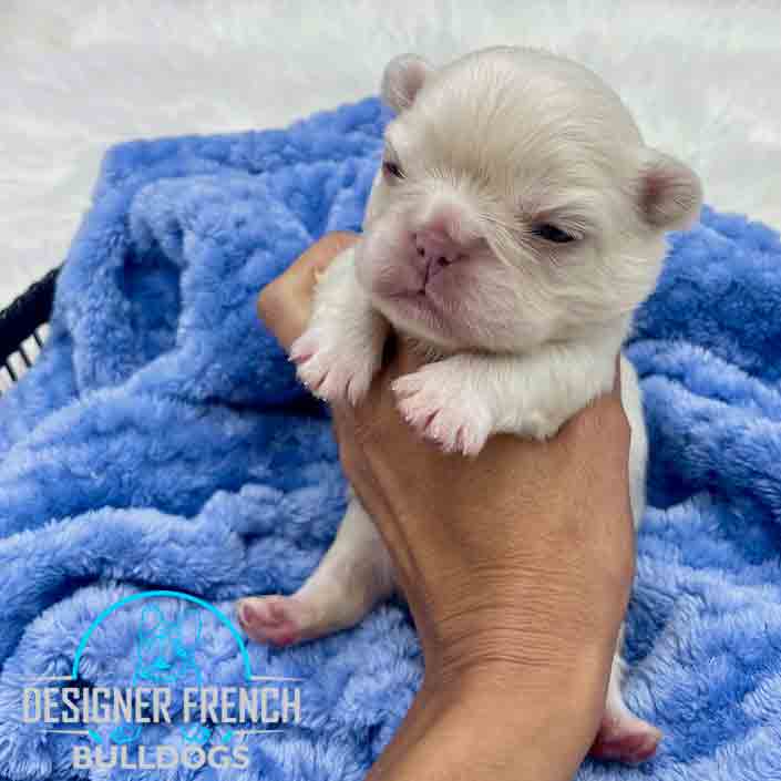 Platinum Fluffy Frenchie Puppy cost | Fluffy French bulldog price