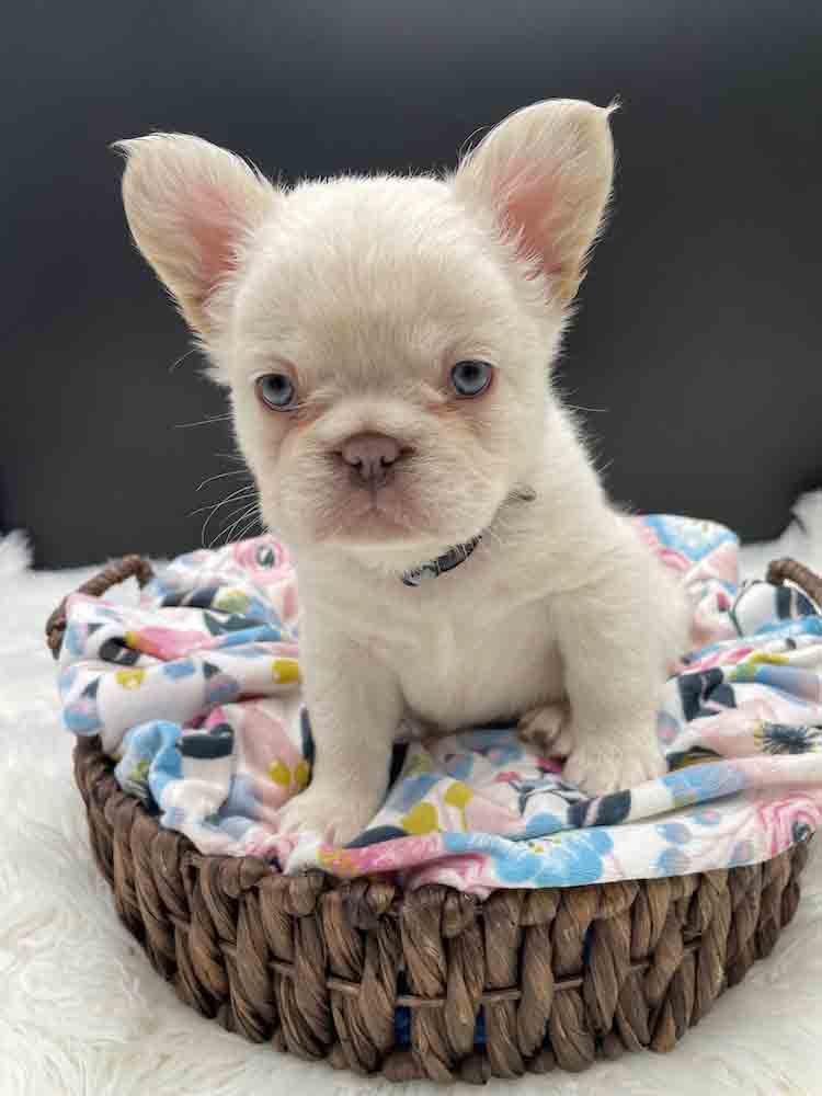 Platinum Fluffy Frenchie Puppy cost | Fluffy French bulldog price