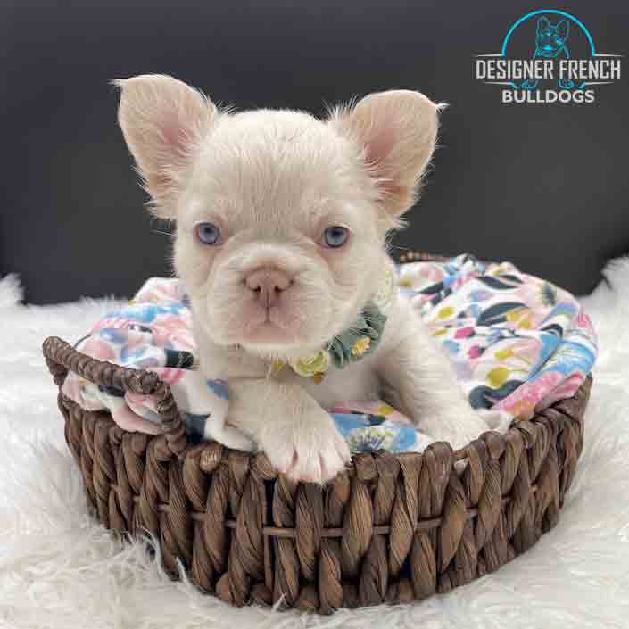 Platinum Fluffy Frenchie Puppies cost | Fluffy French bulldogs price