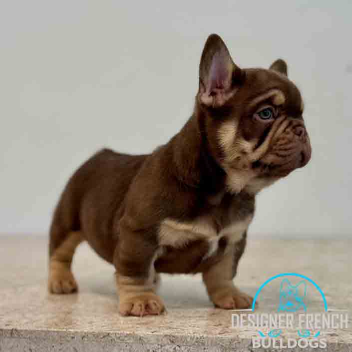 Rojo and Tan Frenchie Puppies | Rojo French bulldogs for sale