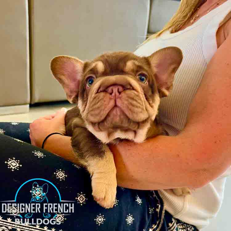 Big Rope French Bulldog for sale | Fluffy Big rope French bulldogs