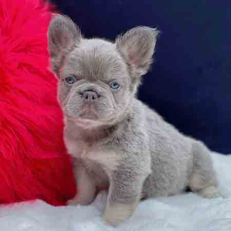 Lilac Fluffy Frenchie Puppy | Lilac female fluffy French bulldog price
