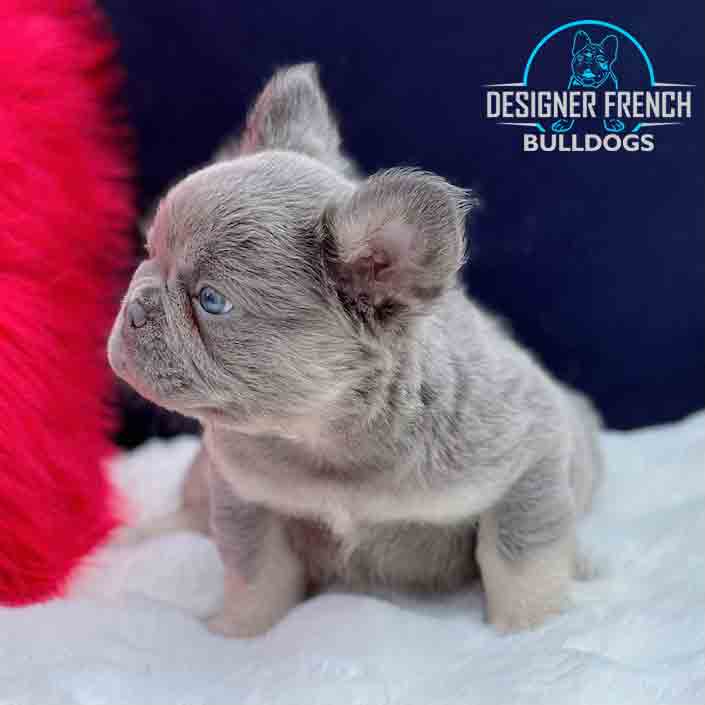 Lilac Fluffy Frenchie Puppy | Lilac female fluffy French bulldog price