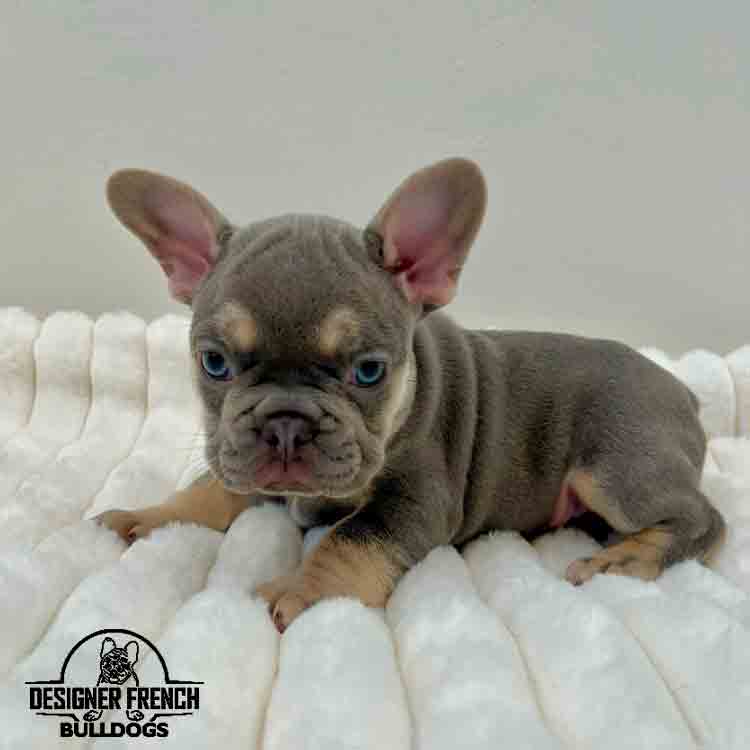 Lilac Frenchie Puppy | Lilac and tan French bulldog puppy price