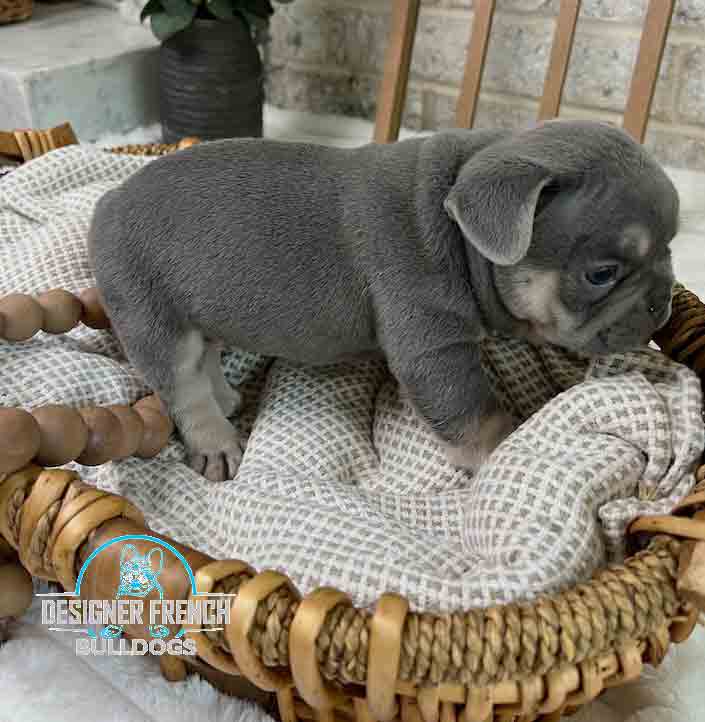 Lilac Frenchie Puppy | Lilac and tan French bulldog puppy price