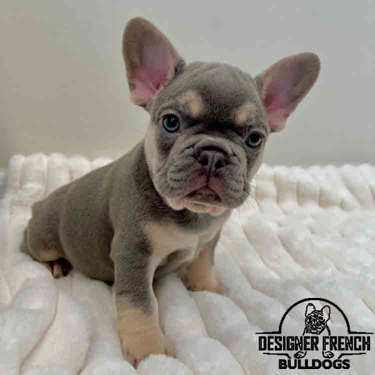 Lilac Frenchie Puppy | Lilac and tan French bulldog puppy price