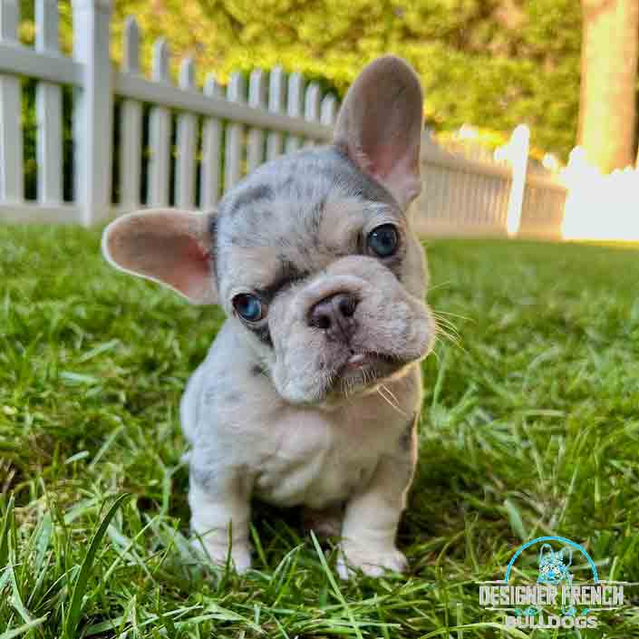 Lilac Merle Frenchie Puppy | Lilac and tan merle French bulldog