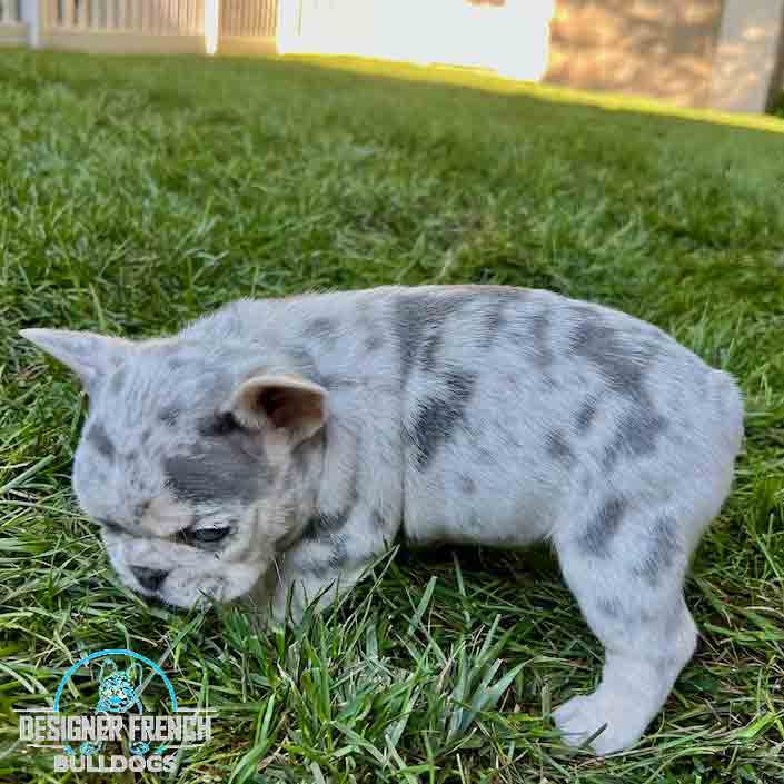Lilac Merle Frenchie Puppy | Lilac and tan merle French bulldog