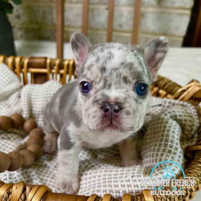 Lilac Merle Frenchie Puppy for sale | Lilac merle French bulldogs