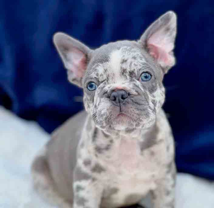 Lilac Merle Frenchie Puppy | Lilac merle French bulldog price