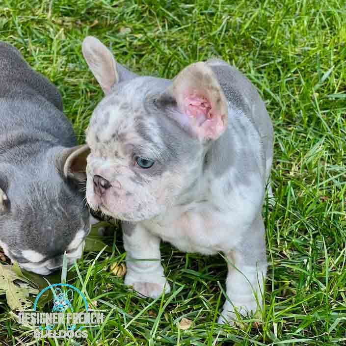 Lilac Merle Frenchie Puppy for sale | Lilac merle French bulldogs