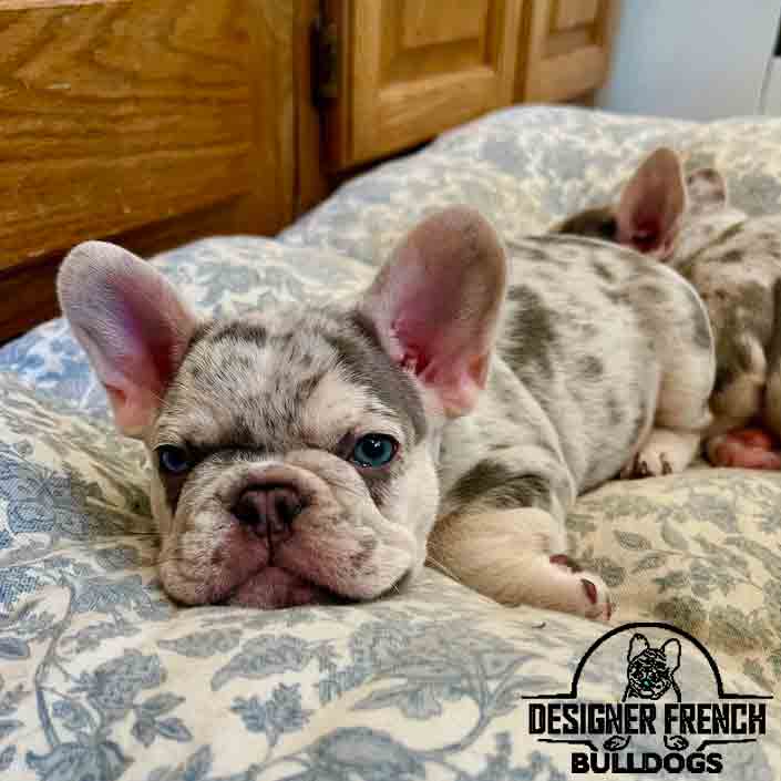Lilac Merle Frenchie Puppy for sale | Lilac merle French bulldogs