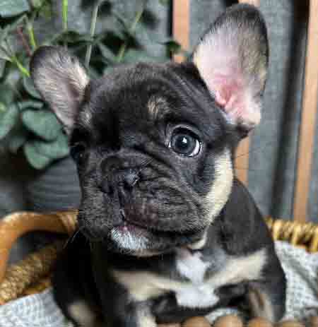 Cocoa and Tan Frenchie Puppy | Cocoa French bulldog puppy