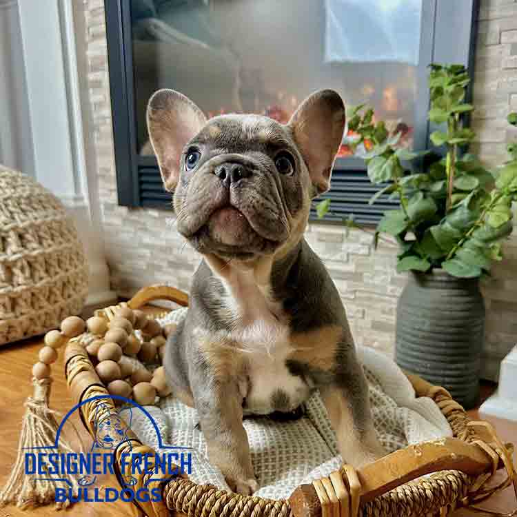 Blue and Tan Merle French bulldog | blue and tan Merle Frenchies