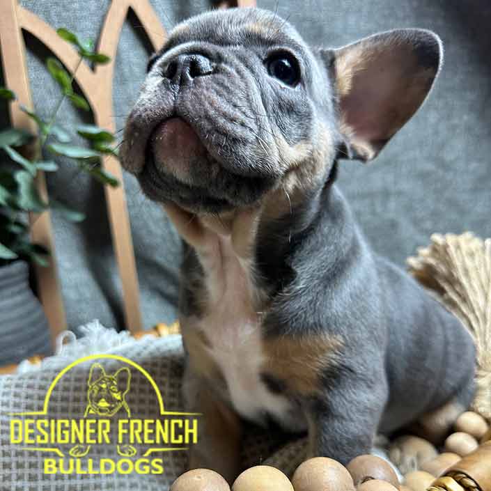 Blue and Tan Merle French bulldog | blue and tan Merle Frenchies