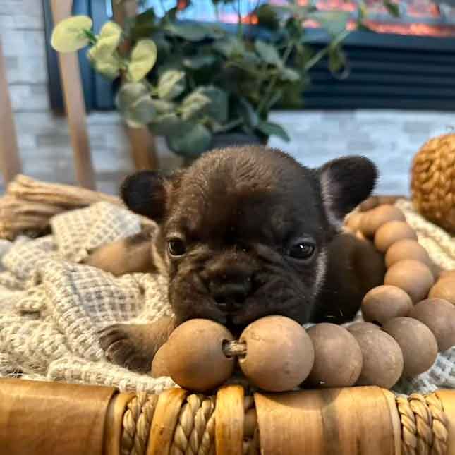 Cocoa and Tan Frenchie Puppy | Cocoa French bulldog puppy