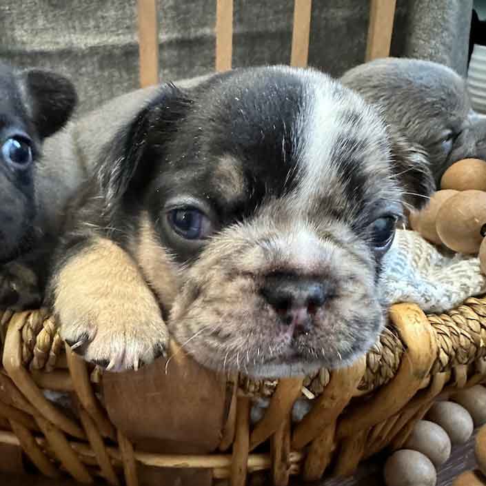 Cocoa and Tan Merle French bulldog black and tan Merle Frenchie