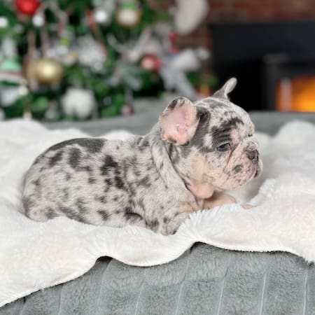 Blue Merle French bulldog | Blue Merle Frenchie puppies for sale