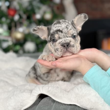 Blue Merle French bulldog | Blue Merle Frenchie puppies for sale