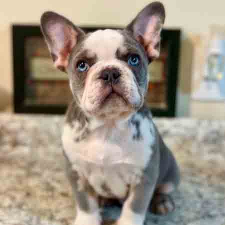 Husky French Bulldog puppies for sale | Husky Frenchie Puppy