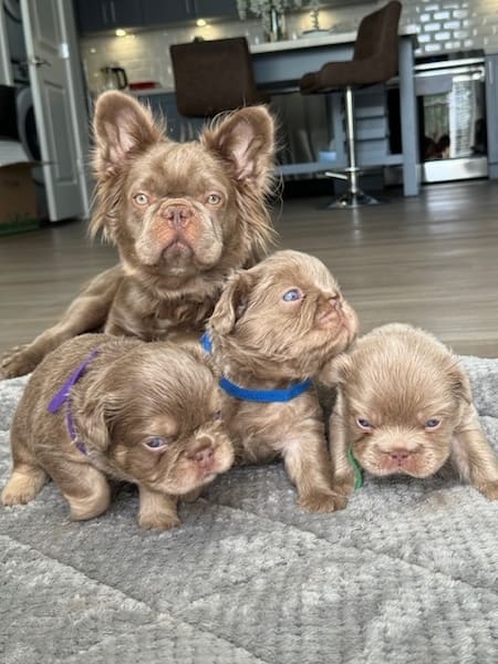 Fluffy Isabella Big Rope French Bulldog | Isabella Fluffy Frenchie