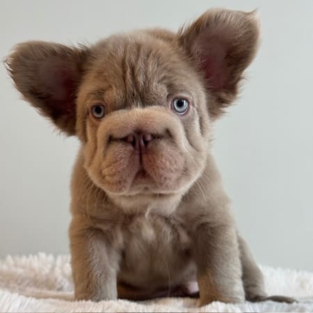 Fluffy Isabella Big Rope French Bulldog | Isabella Fluffy Frenchie