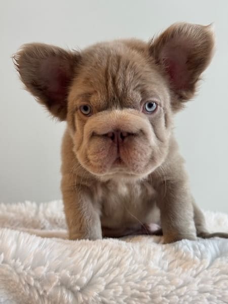 Fluffy Isabella Big Rope French Bulldog | Isabella Fluffy Frenchie