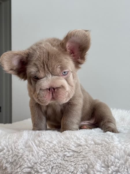 Fluffy Isabella Big Rope French Bulldog | Isabella Fluffy Frenchie