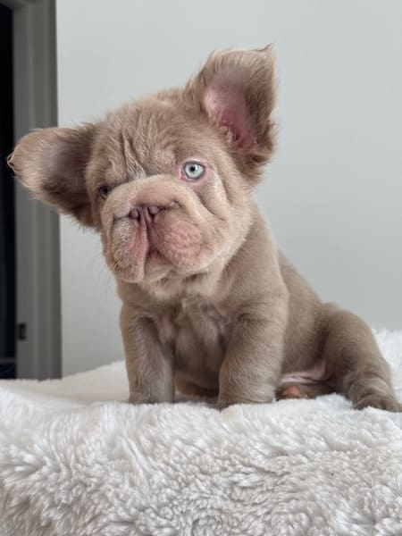 Fluffy Isabella Big Rope French Bulldog | Isabella Fluffy Frenchie