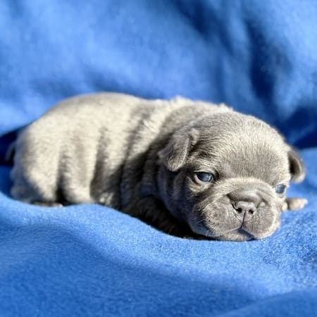 blue female Frenchie puppies for sale near me | blue frenchie