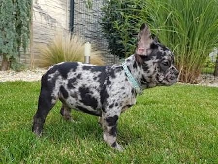 cocoa and tan Frenchie Puppies for sale | blue Merle Frenchie