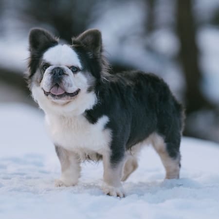 Husky French Bulldog Stud Service | Frenchie Stud Service
