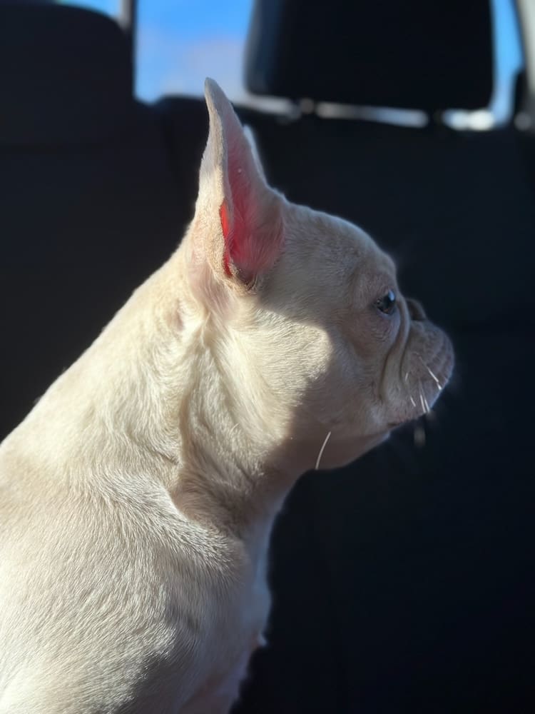 blue and tan Frenchie puppy for sale | blue french bulldog puppy