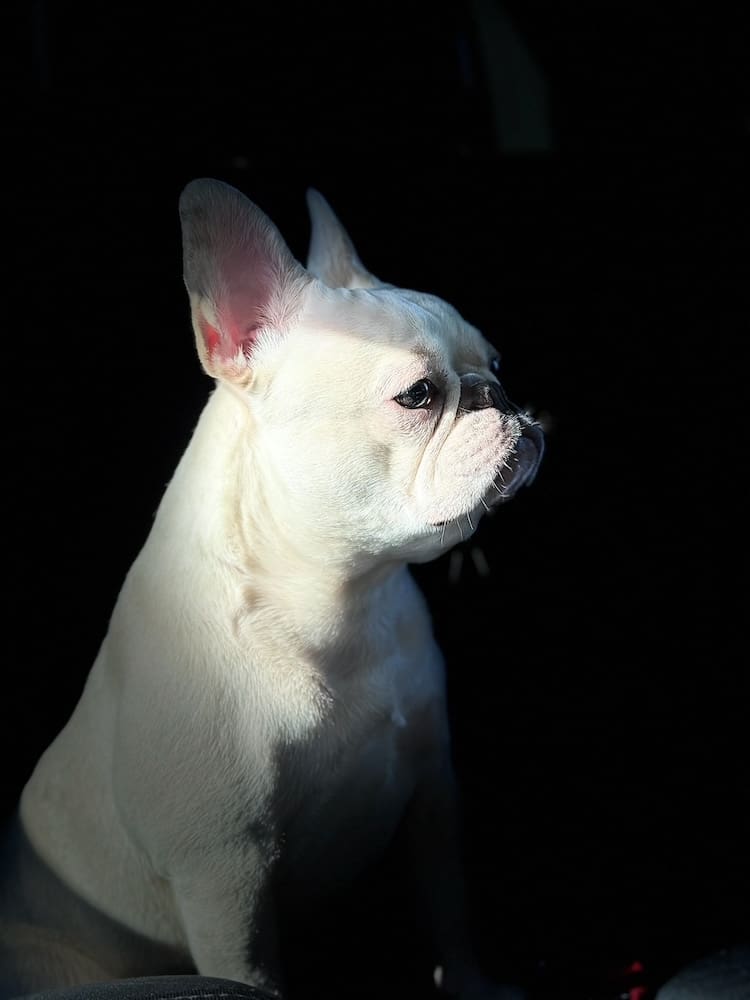 blue and tan Frenchie puppy for sale | blue french bulldog puppy