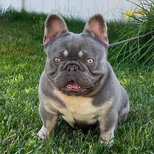 blue and tan Frenchie puppy for sale | blue french bulldog puppy