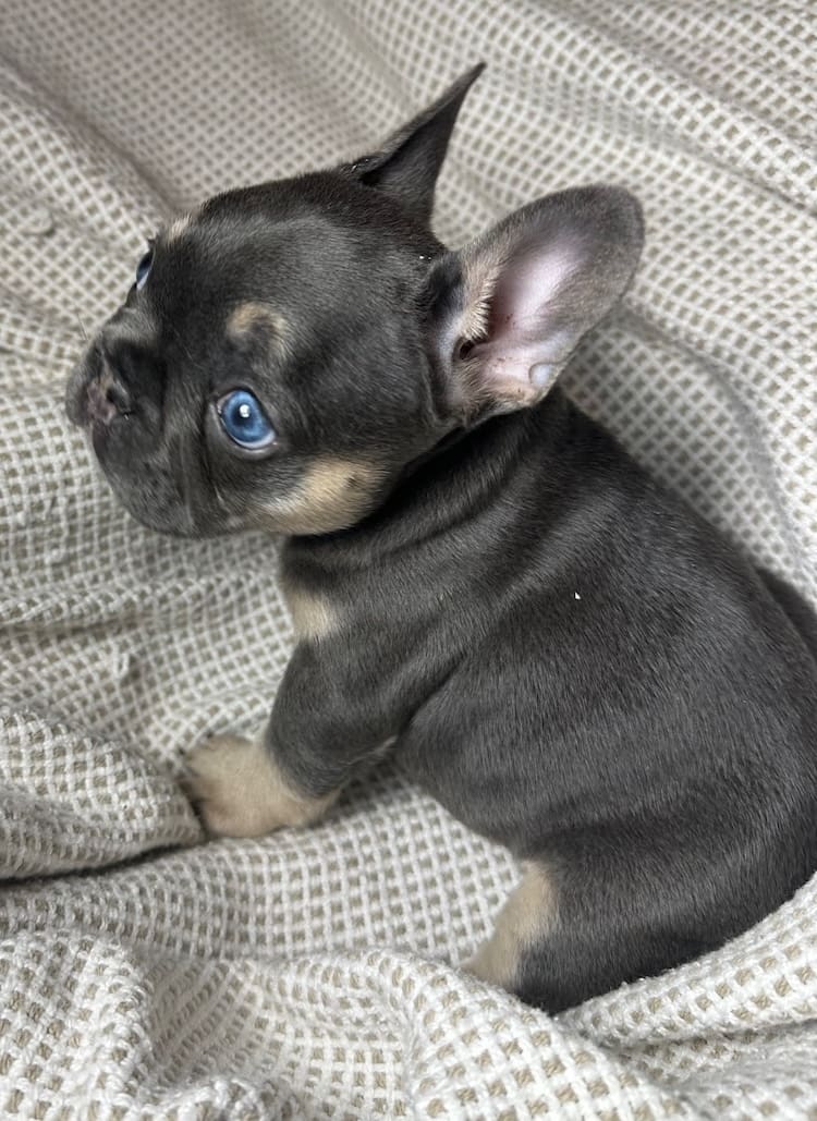blue and tan Frenchie puppy for sale | blue french bulldog puppy