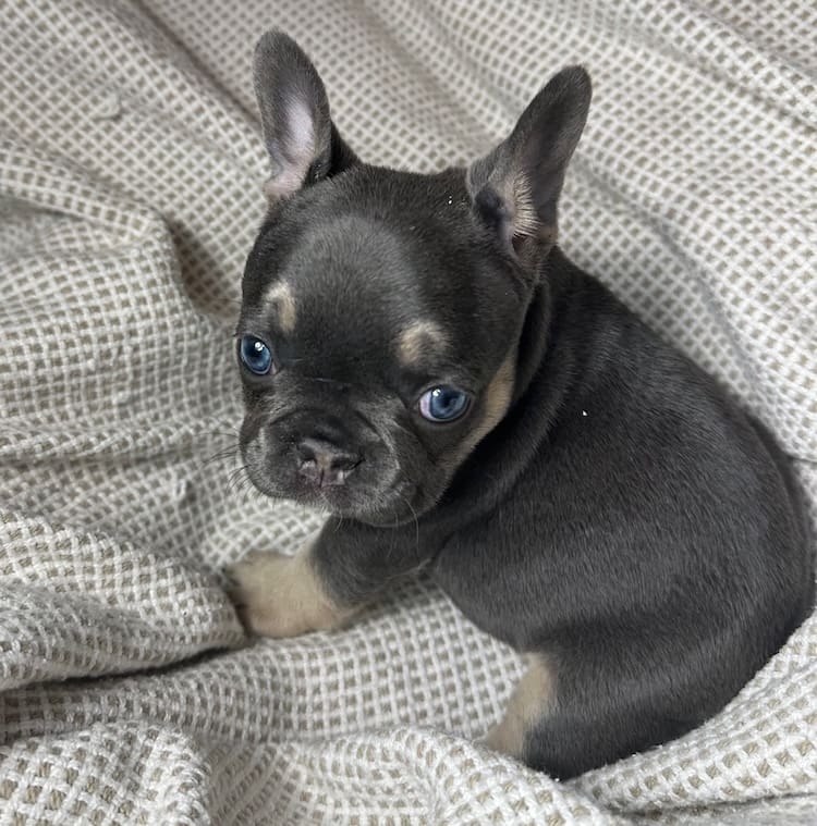 blue and tan Frenchie puppy for sale | blue french bulldog puppy