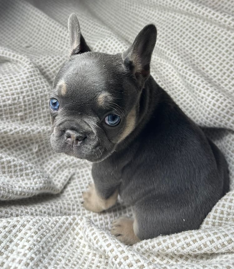 blue and tan Frenchie puppy for sale | blue french bulldog puppy