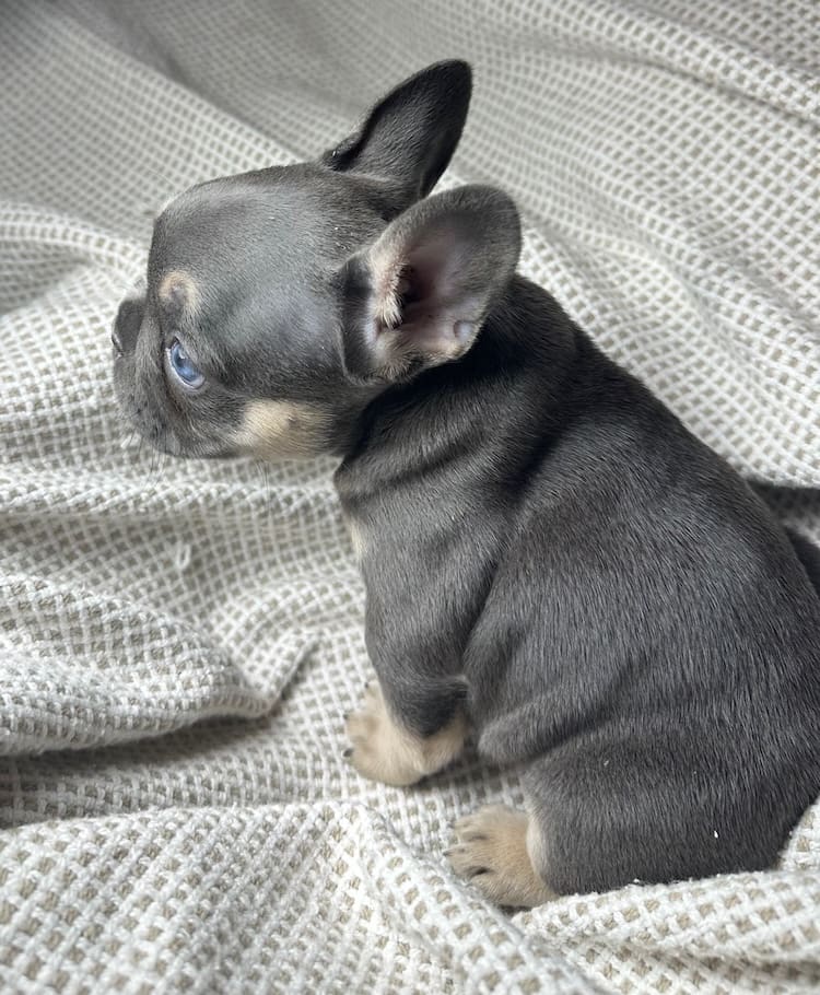 blue and tan Frenchie puppy for sale | blue french bulldog puppy