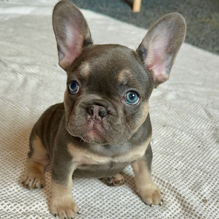 blue and tan Frenchie puppy for sale | blue french bulldog puppy