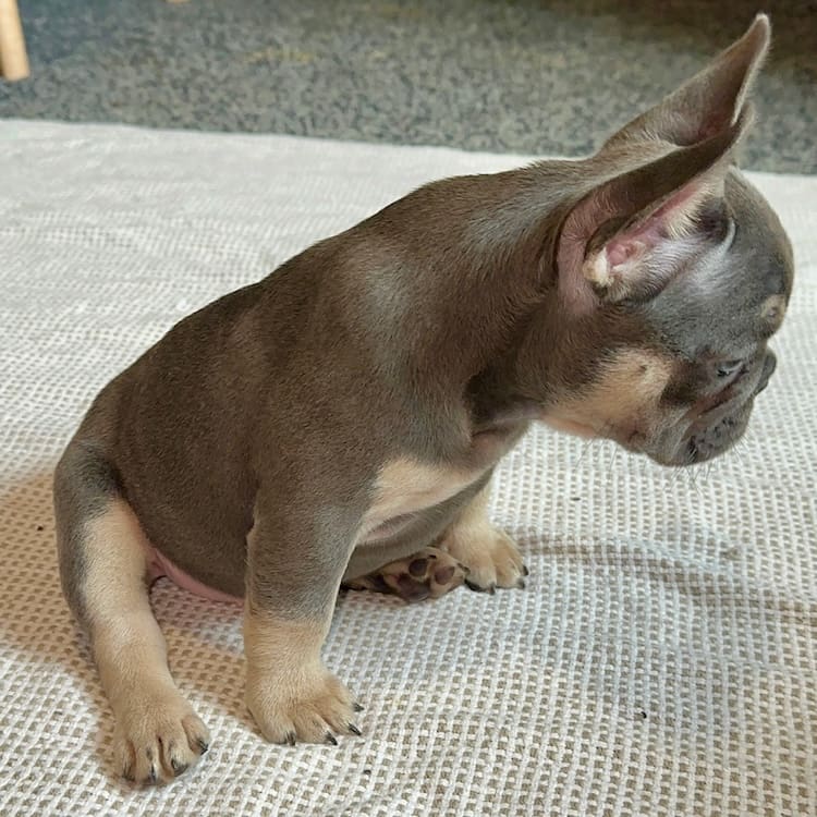 blue and tan Frenchie puppy for sale | blue french bulldog puppy