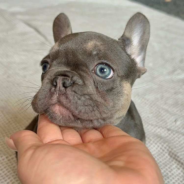 blue and tan Frenchie puppy for sale | blue french bulldog puppy